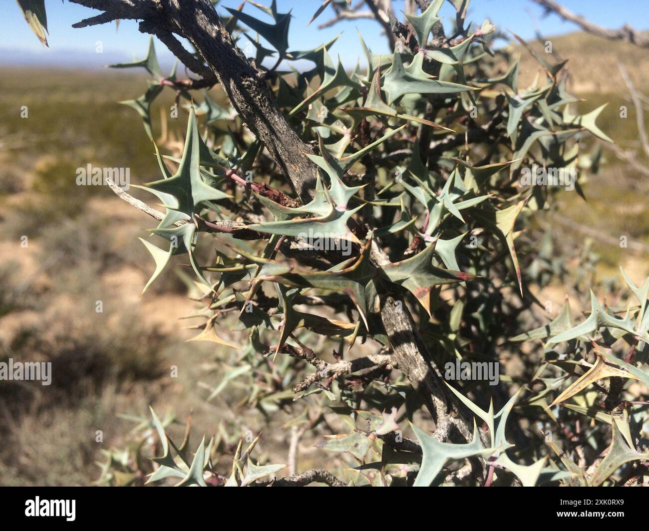 Agarita (Berberis trifoliolata) Plantae Stock Photo - Alamy