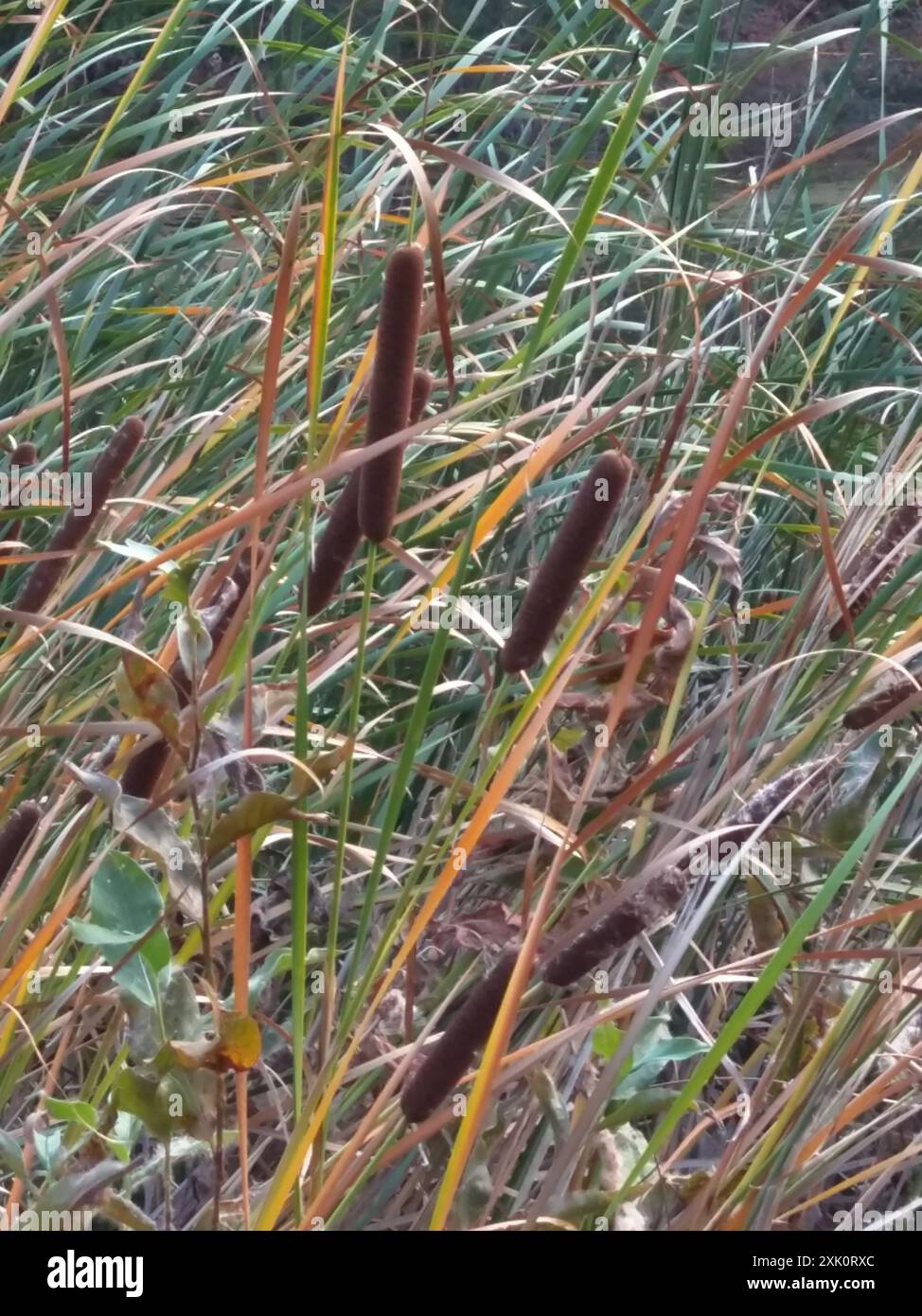 narrow-leaved cattail (Typha angustifolia) Plantae Stock Photo - Alamy