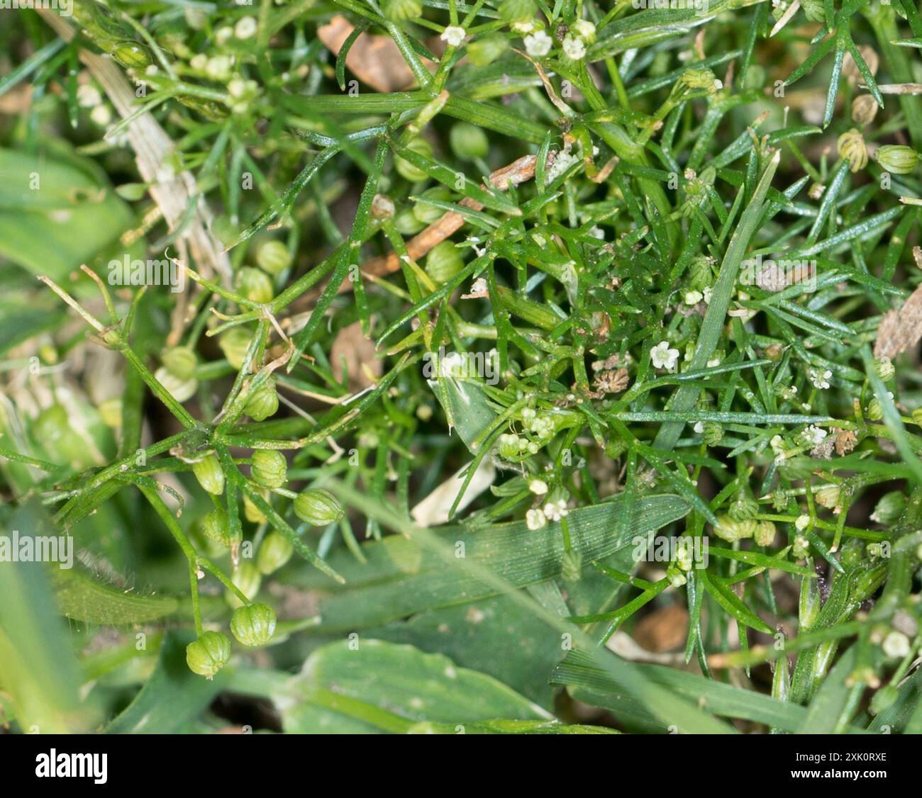 Marsh parsley (Cyclospermum leptophyllum) Plantae Stock Photo - Alamy