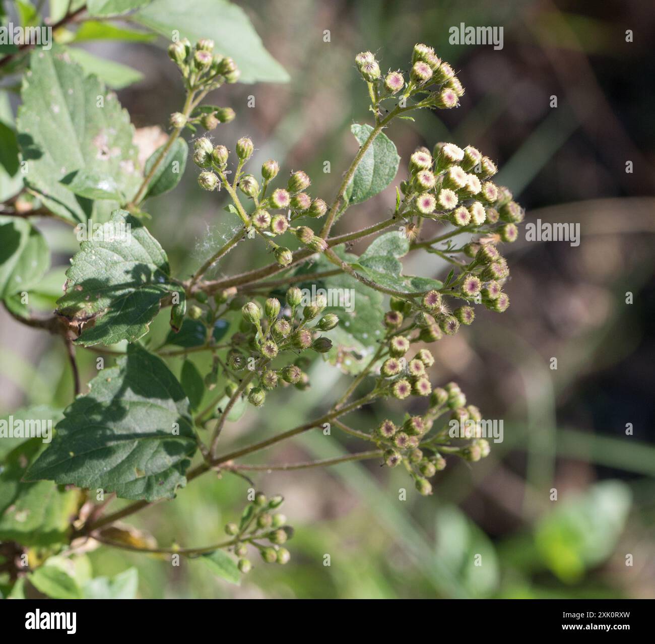 Crofton Weed (Ageratina adenophora) Plantae Stock Photo - Alamy