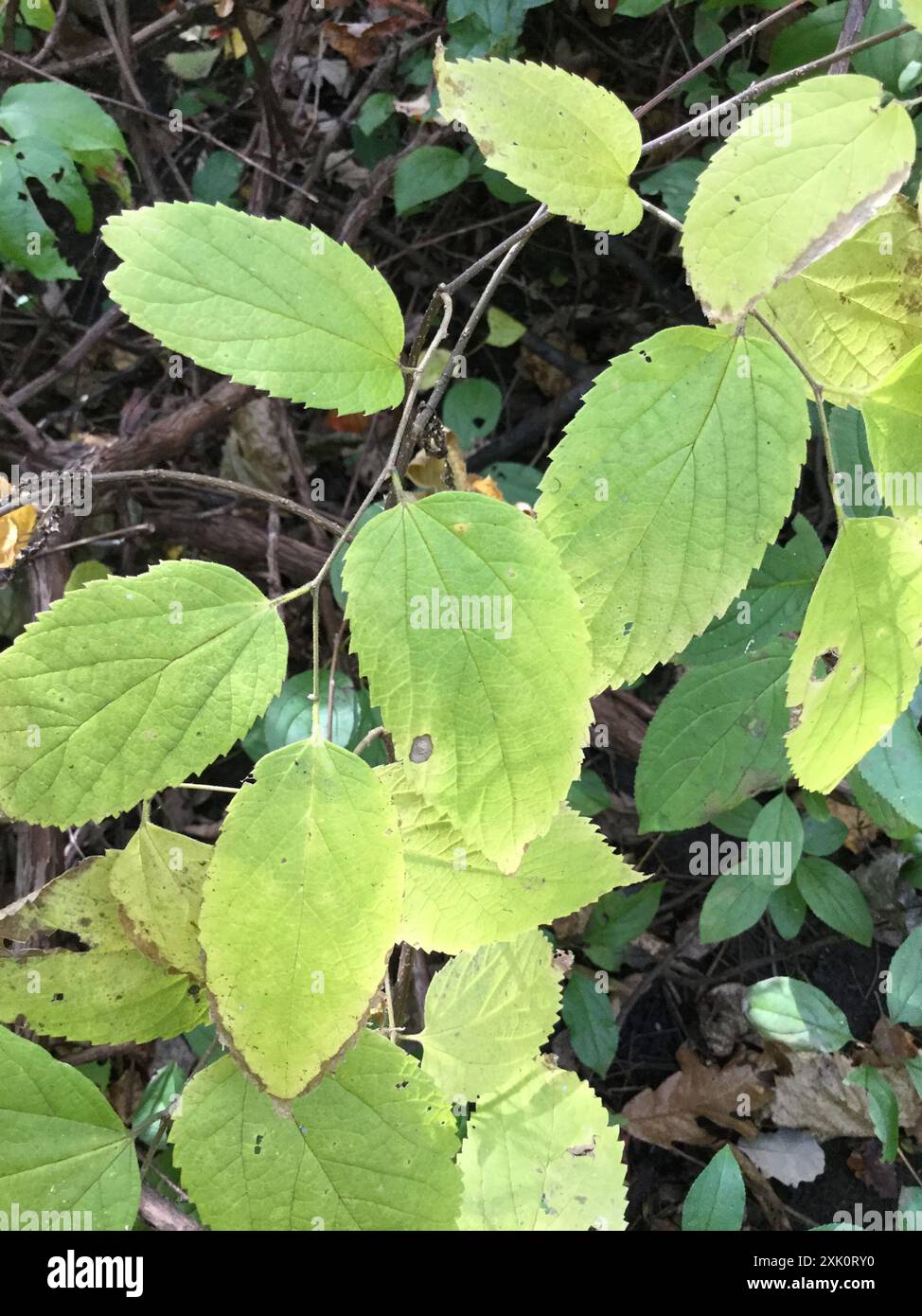 common hackberry (Celtis occidentalis) Plantae Stock Photo - Alamy