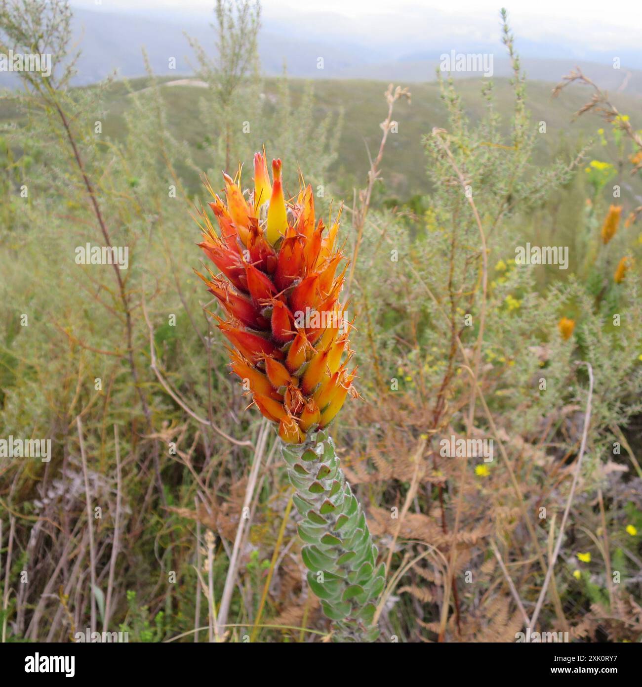 Threeflower Pagoda (Mimetes pauciflorus) Plantae Stock Photo - Alamy
