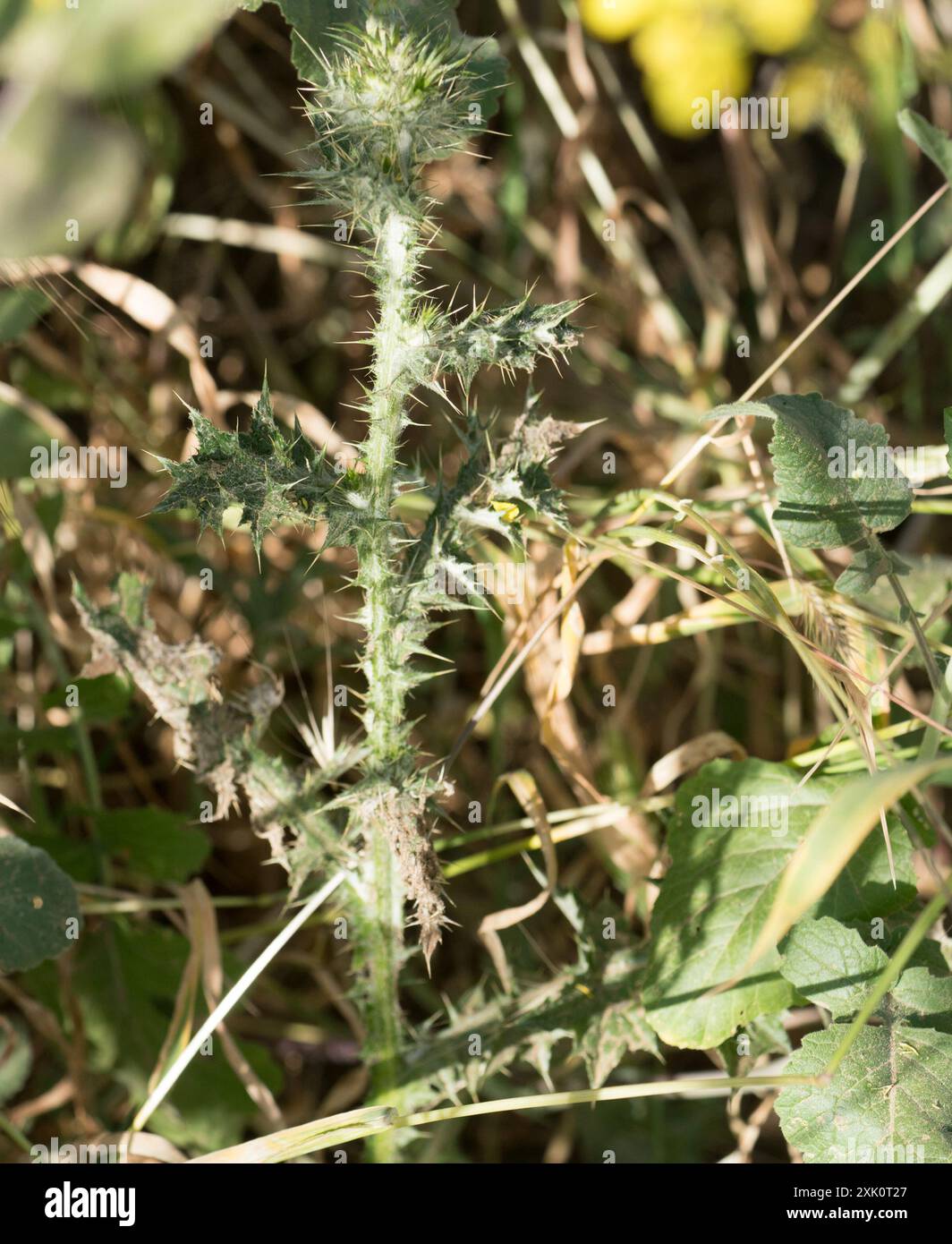 Italian thistle (Carduus pycnocephalus) Plantae Stock Photo - Alamy