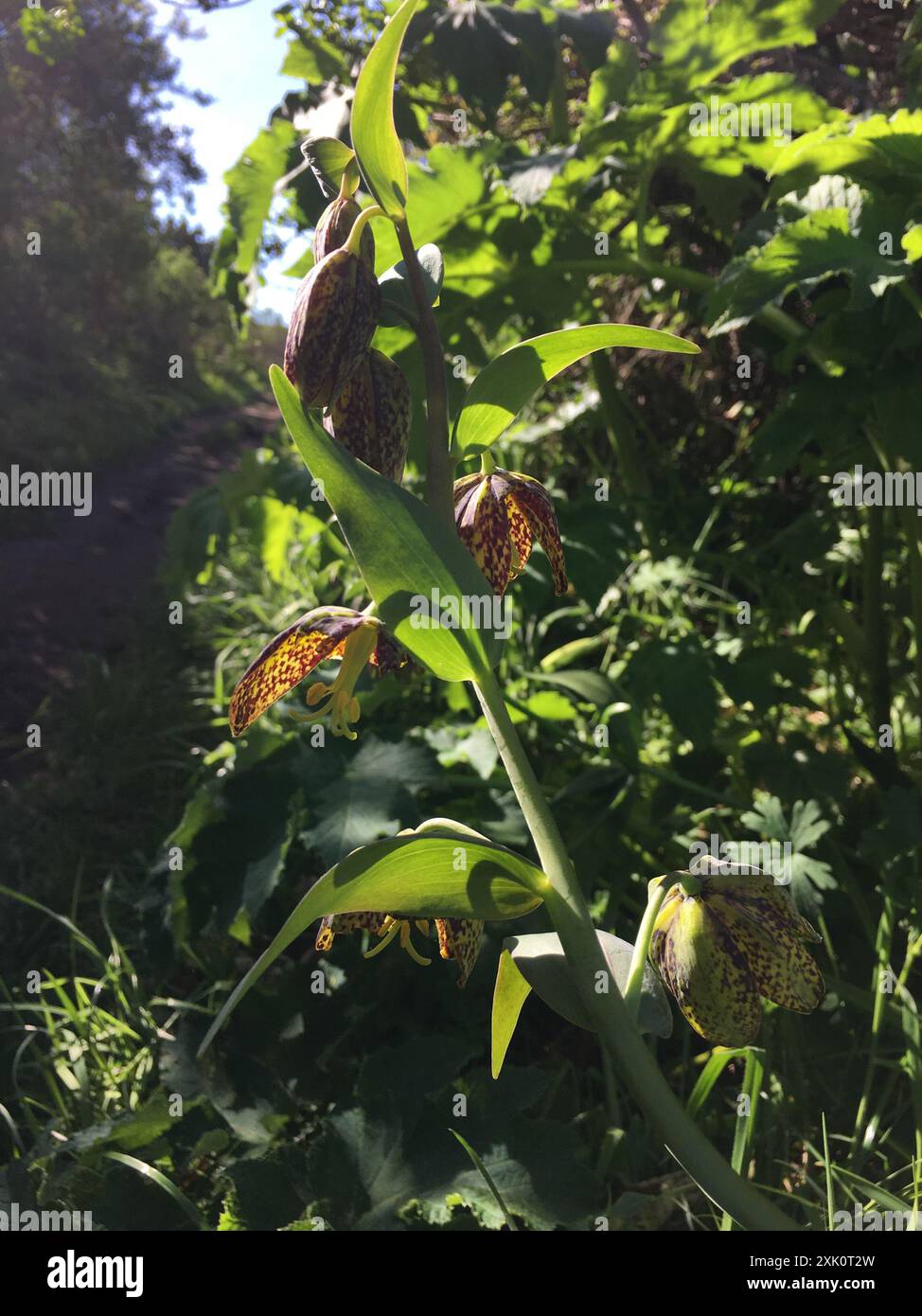 checker lily (Fritillaria affinis) Plantae Stock Photo - Alamy