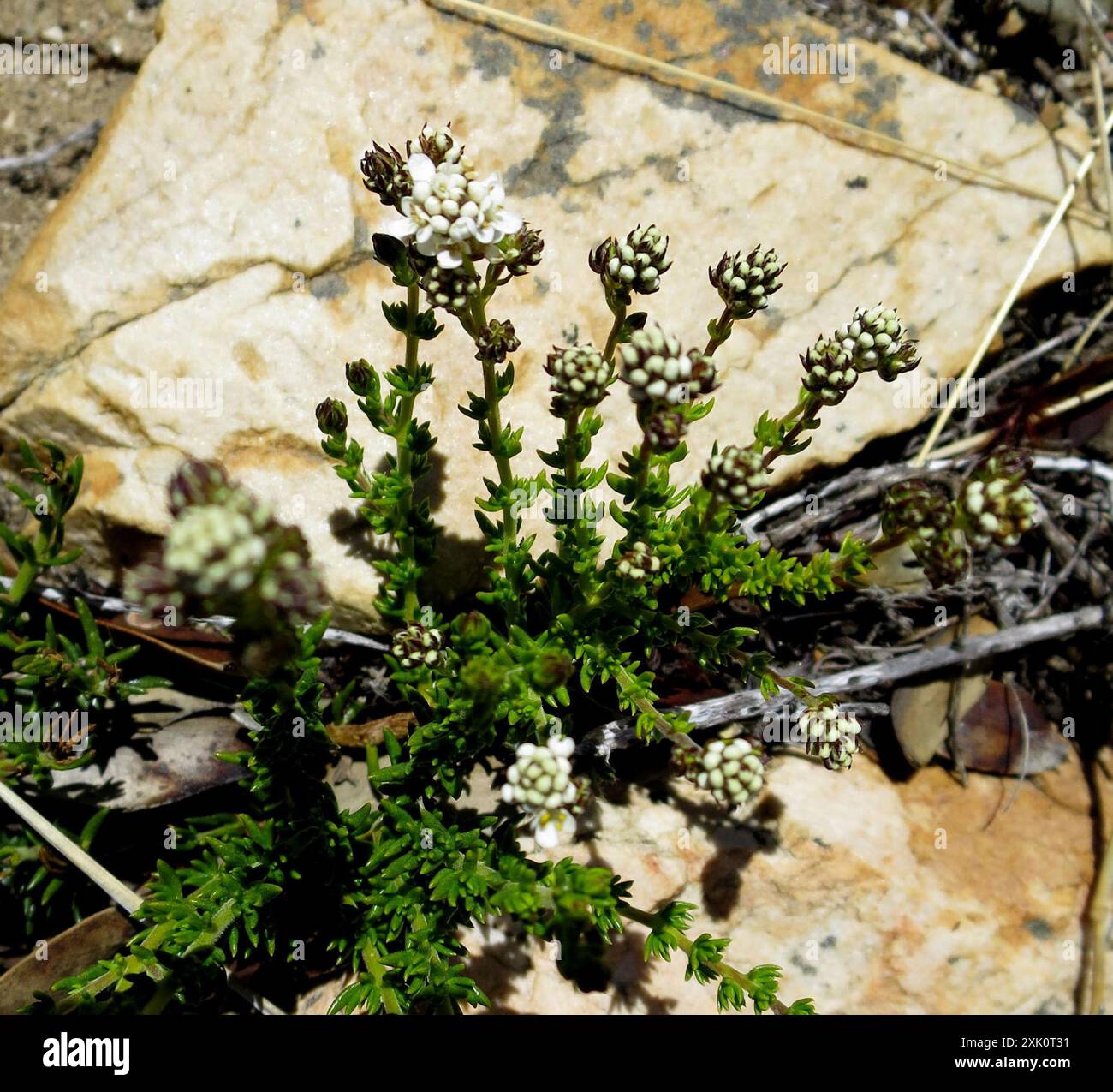 (Selago karooica) Plantae Stock Photo - Alamy