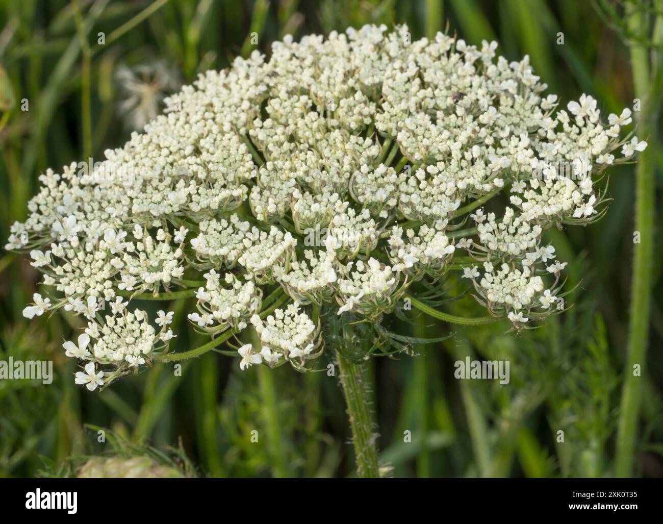 carrot family (Apiaceae) Plantae Stock Photo - Alamy