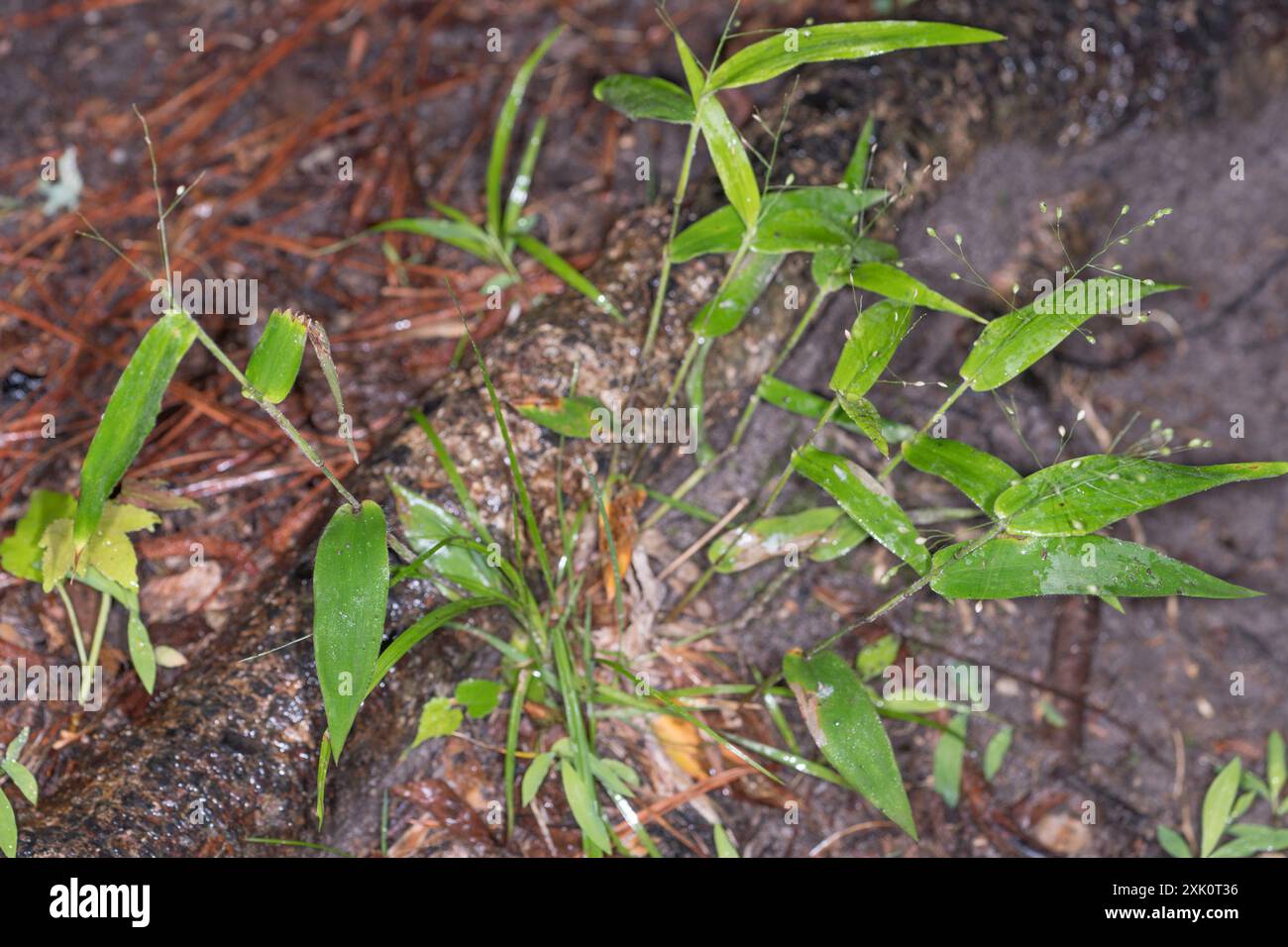 monocots (Liliopsida) Plantae Stock Photo - Alamy
