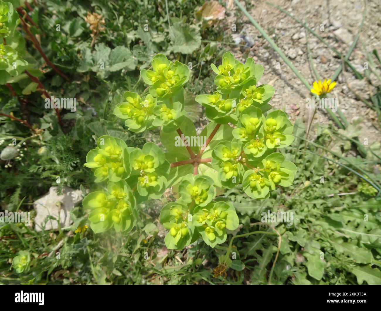 Sun spurge (Euphorbia helioscopia) Plantae Stock Photo - Alamy