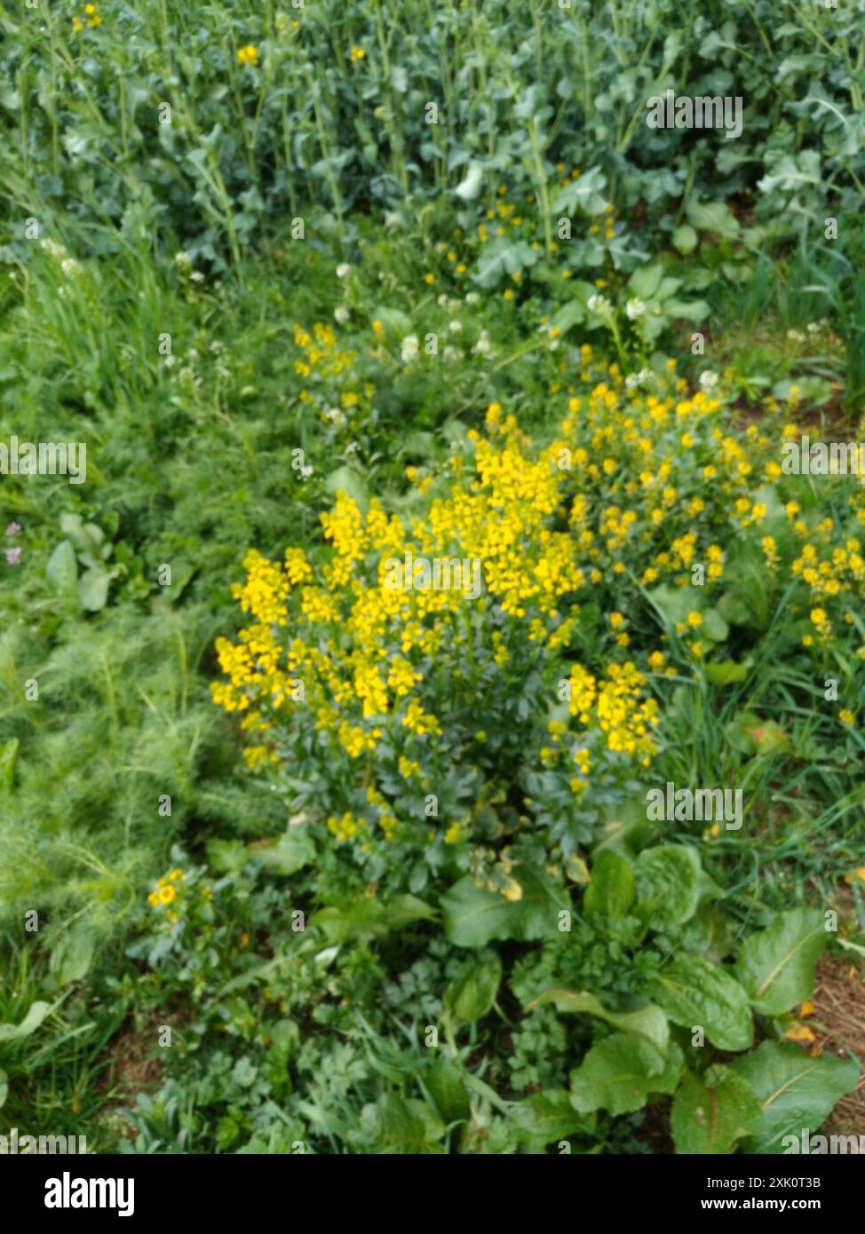 bitter wintercress (Barbarea vulgaris) Plantae Stock Photo - Alamy