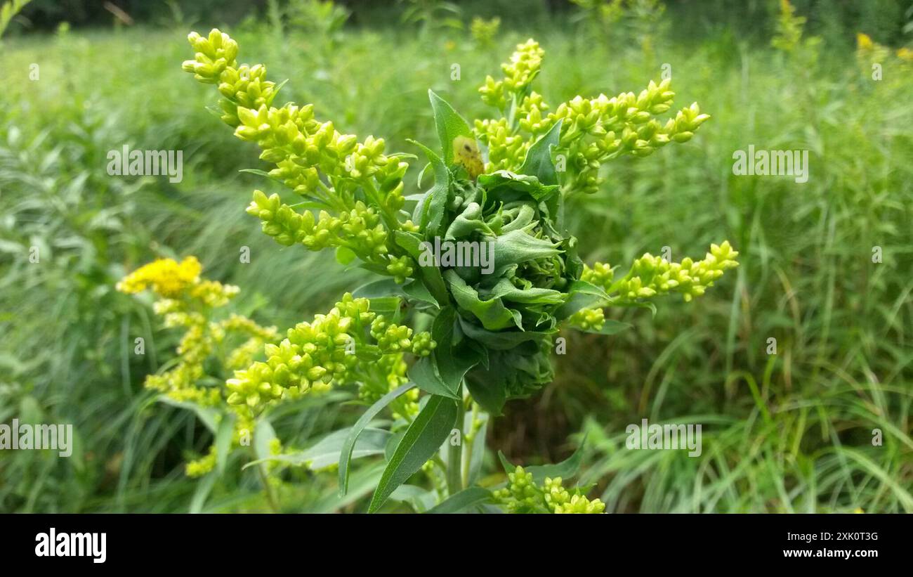Goldenrod Bunch Gall Midge (Rhopalomyia solidaginis) Insecta Stock ...