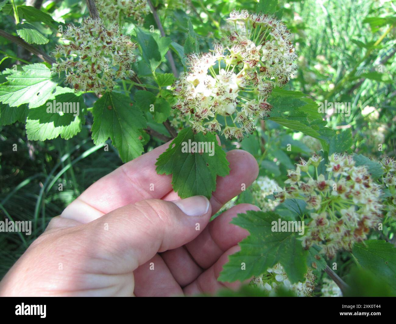 common ninebark (Physocarpus opulifolius) Plantae Stock Photo - Alamy