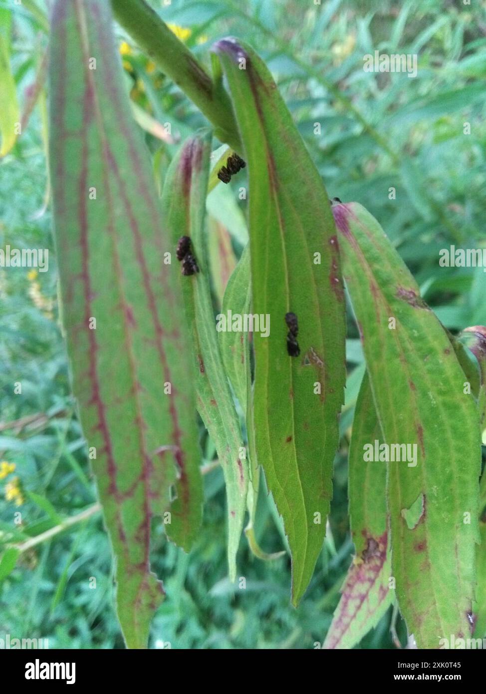 Aster Treehopper (Publilia concava) Insecta Stock Photo - Alamy