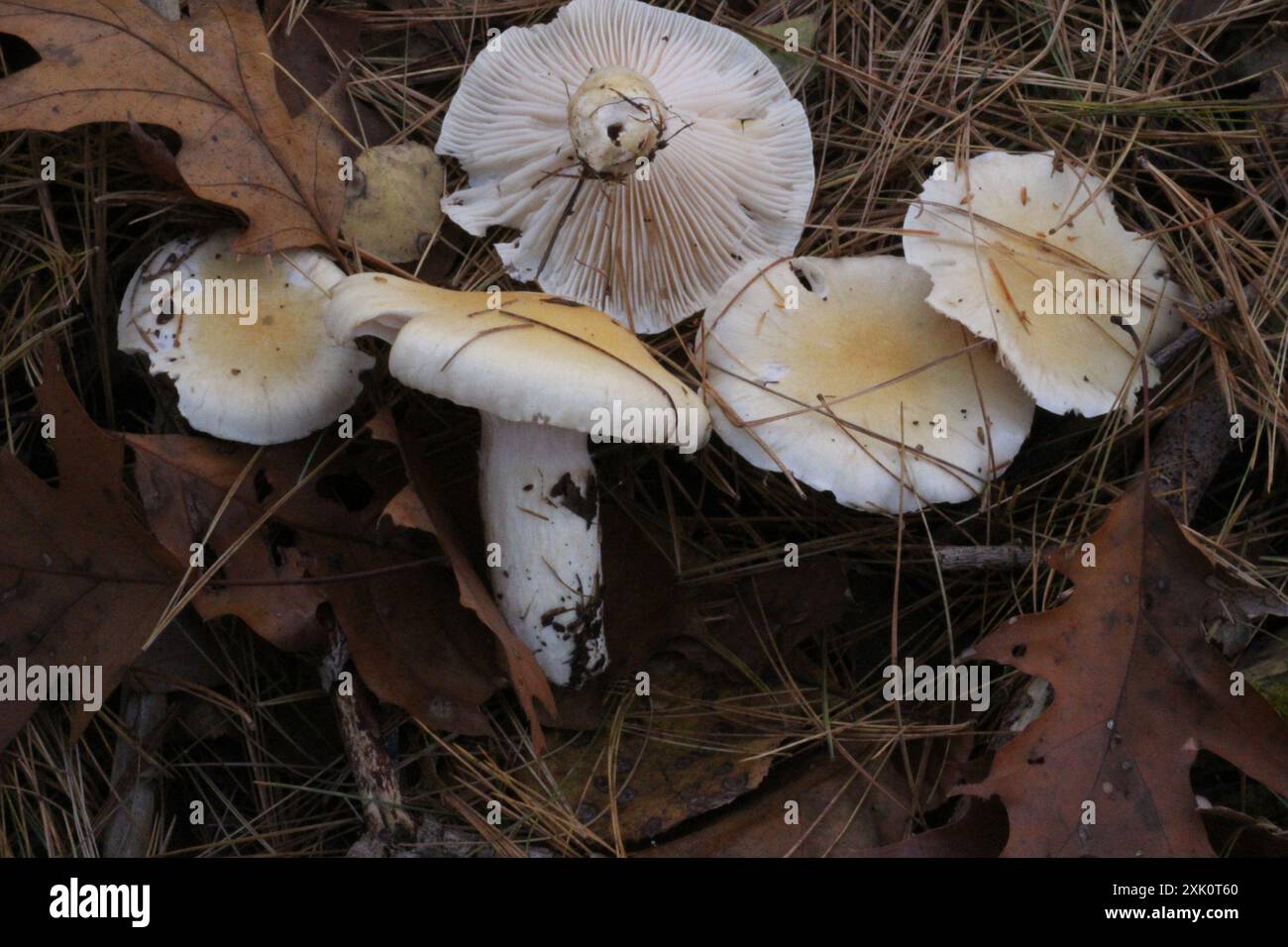yellow-centered waxy cap (Hygrophorus flavodiscus) Fungi Stock Photo ...