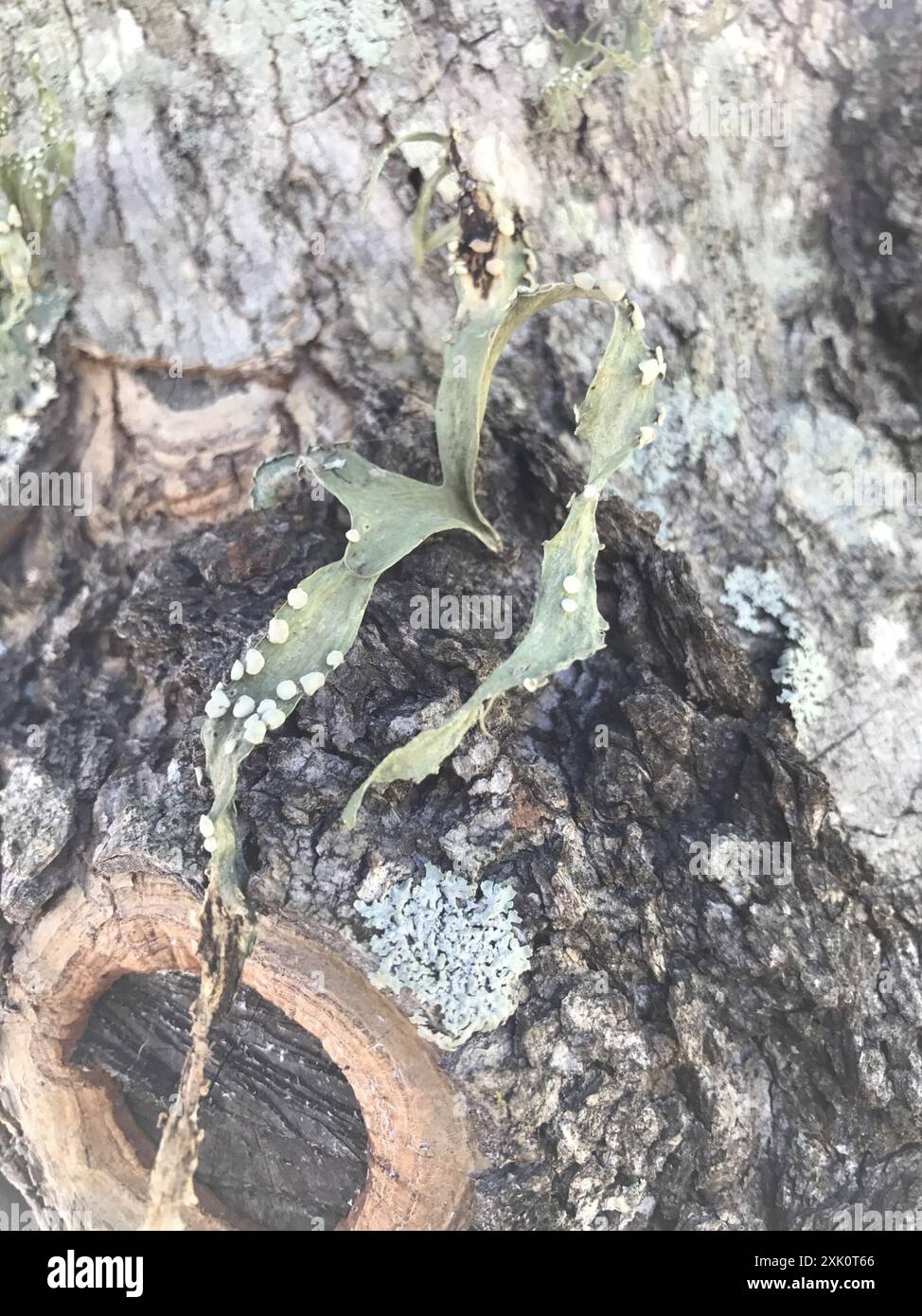 Cartilage lichen hi-res stock photography and images - Alamy