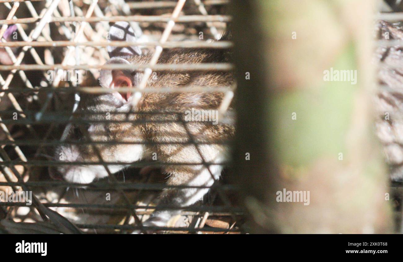 Indomalayan Long-tailed Giant Rat (Leopoldamys sabanus) Mammalia Stock ...