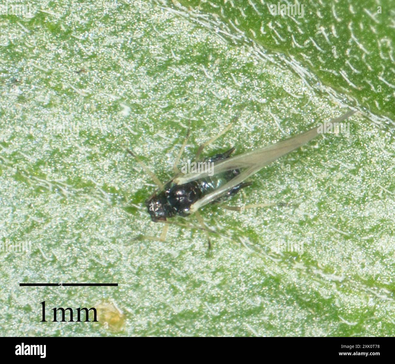 Aphids (Aphididae) Insecta Stock Photo - Alamy