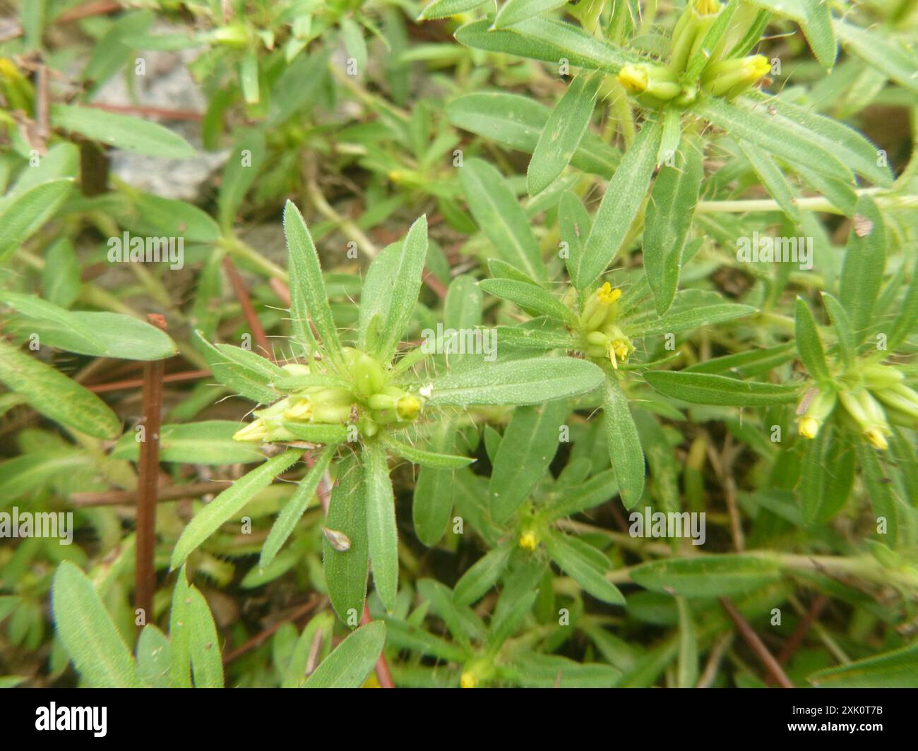 Spreading chinchweed (Pectis prostrata) Plantae Stock Photo - Alamy