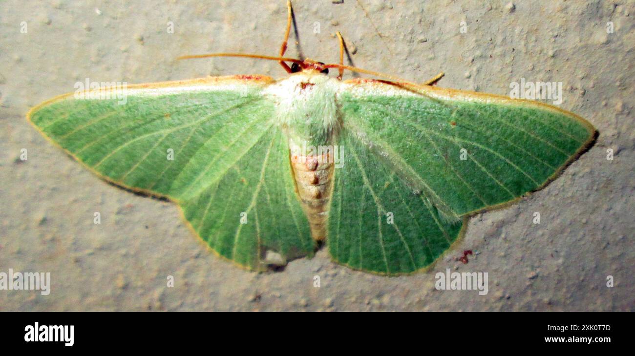 Geometer Moths (Geometridae) Insecta Stock Photo - Alamy