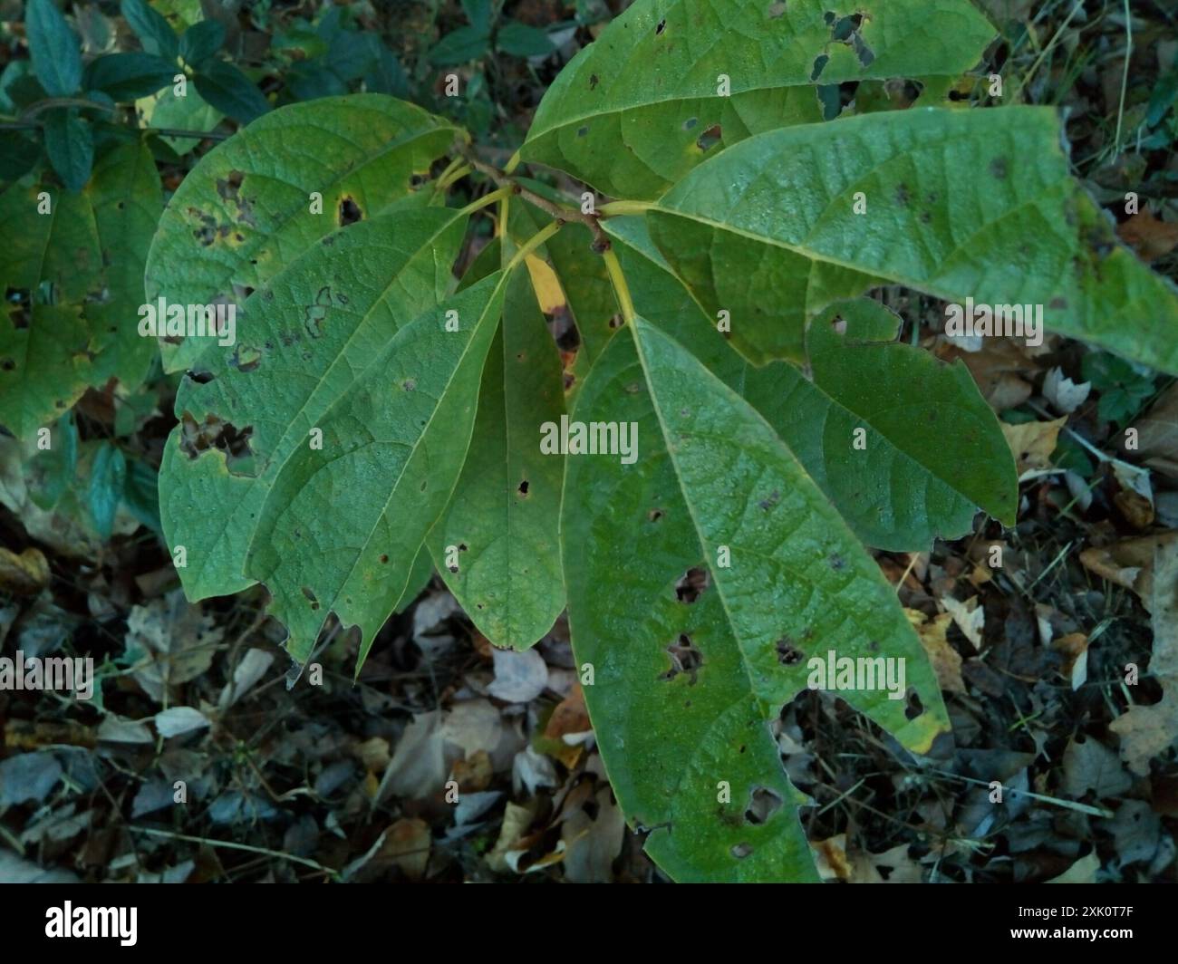 dicots (Magnoliopsida) Plantae Stock Photo - Alamy