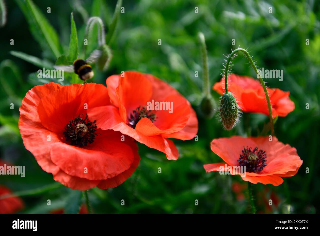 Red Poppies in Garden with Fruit Buds Chard Somerset England uk Stock ...