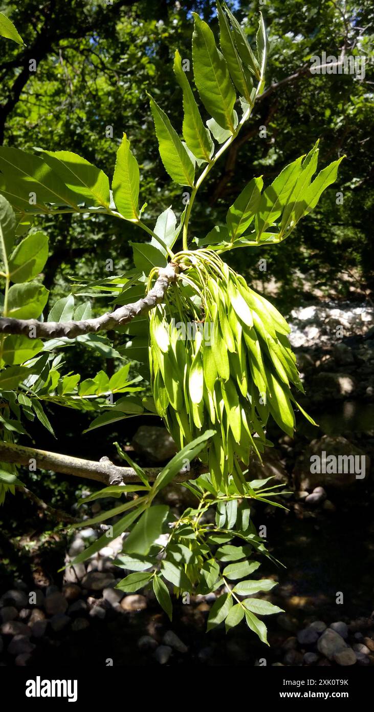 Narrow-leaved Ash (Fraxinus angustifolia) Plantae Stock Photo - Alamy