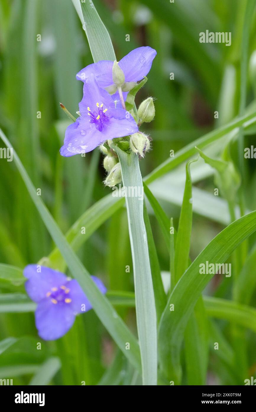 Virginia spiderwort (Tradescantia virginiana) Plantae Stock Photo - Alamy