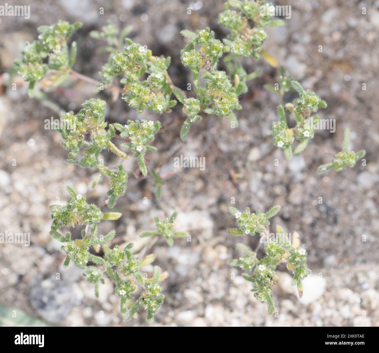 borage family (Boraginaceae) Plantae Stock Photo - Alamy