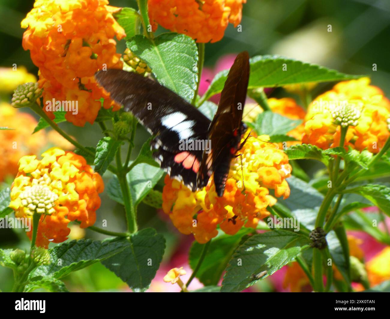 Cattleheart swallowtail hi-res stock photography and images - Alamy