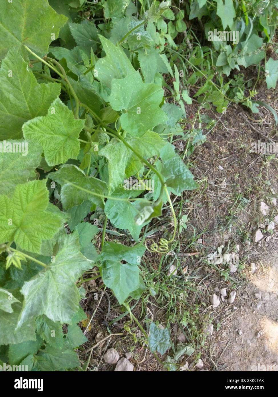 Man-roots (Marah) Plantae Stock Photo - Alamy