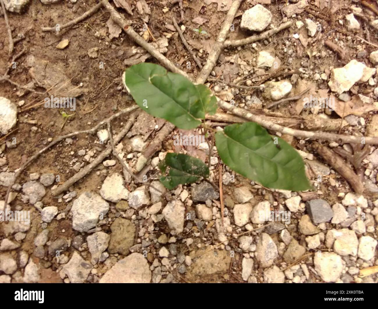 cross vine (Bignonia capreolata) Plantae Stock Photo - Alamy