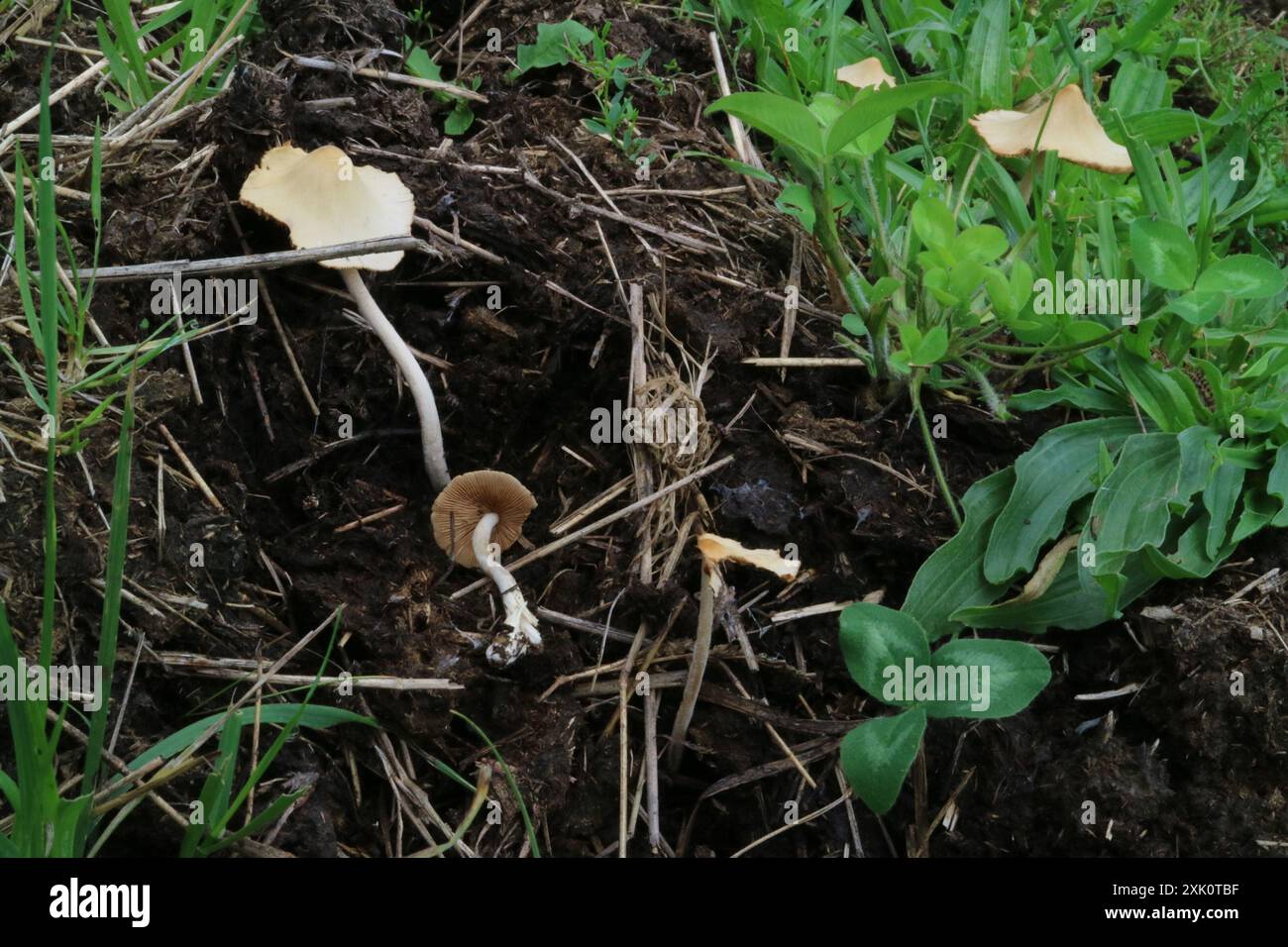 Conecaps (Conocybe) Fungi Stock Photo - Alamy
