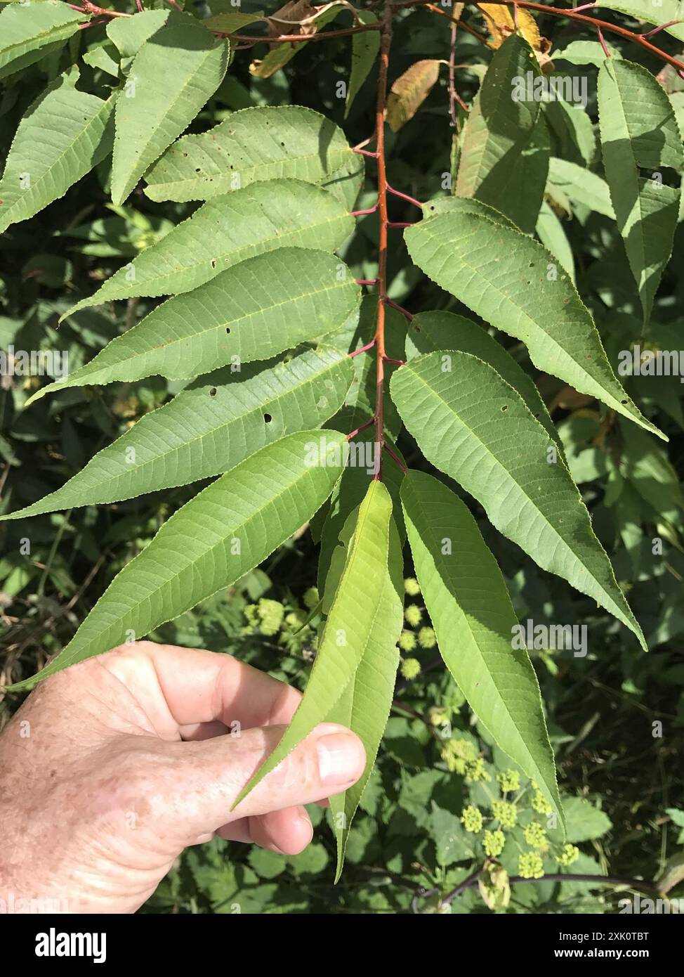 fire cherry (Prunus pensylvanica) Plantae Stock Photo - Alamy