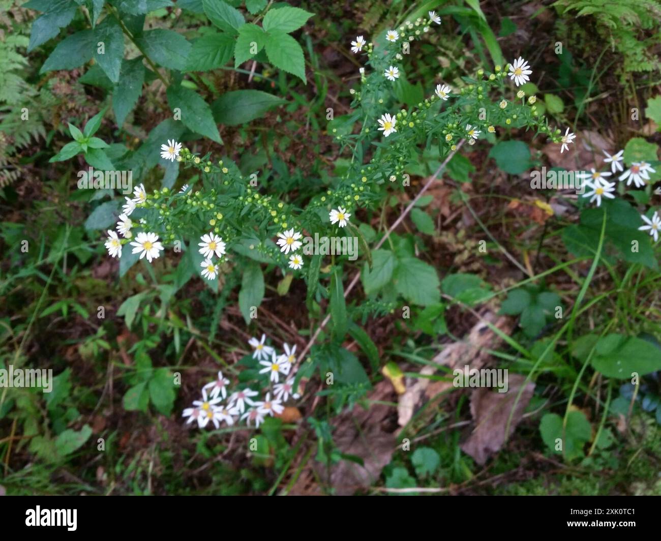American asters (Symphyotrichum) Plantae Stock Photo - Alamy