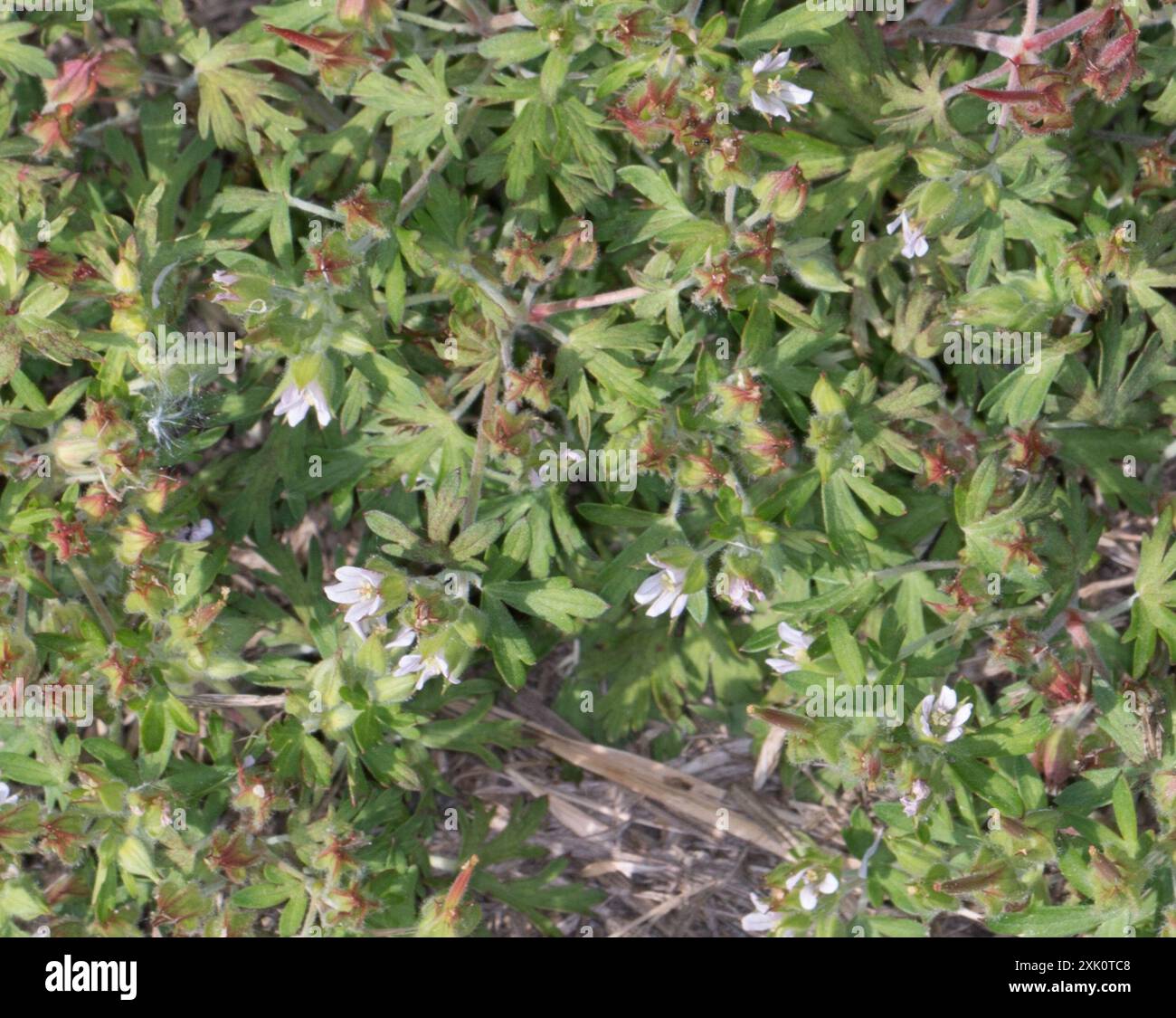 Geranium family (Geraniaceae) Plantae Stock Photo - Alamy