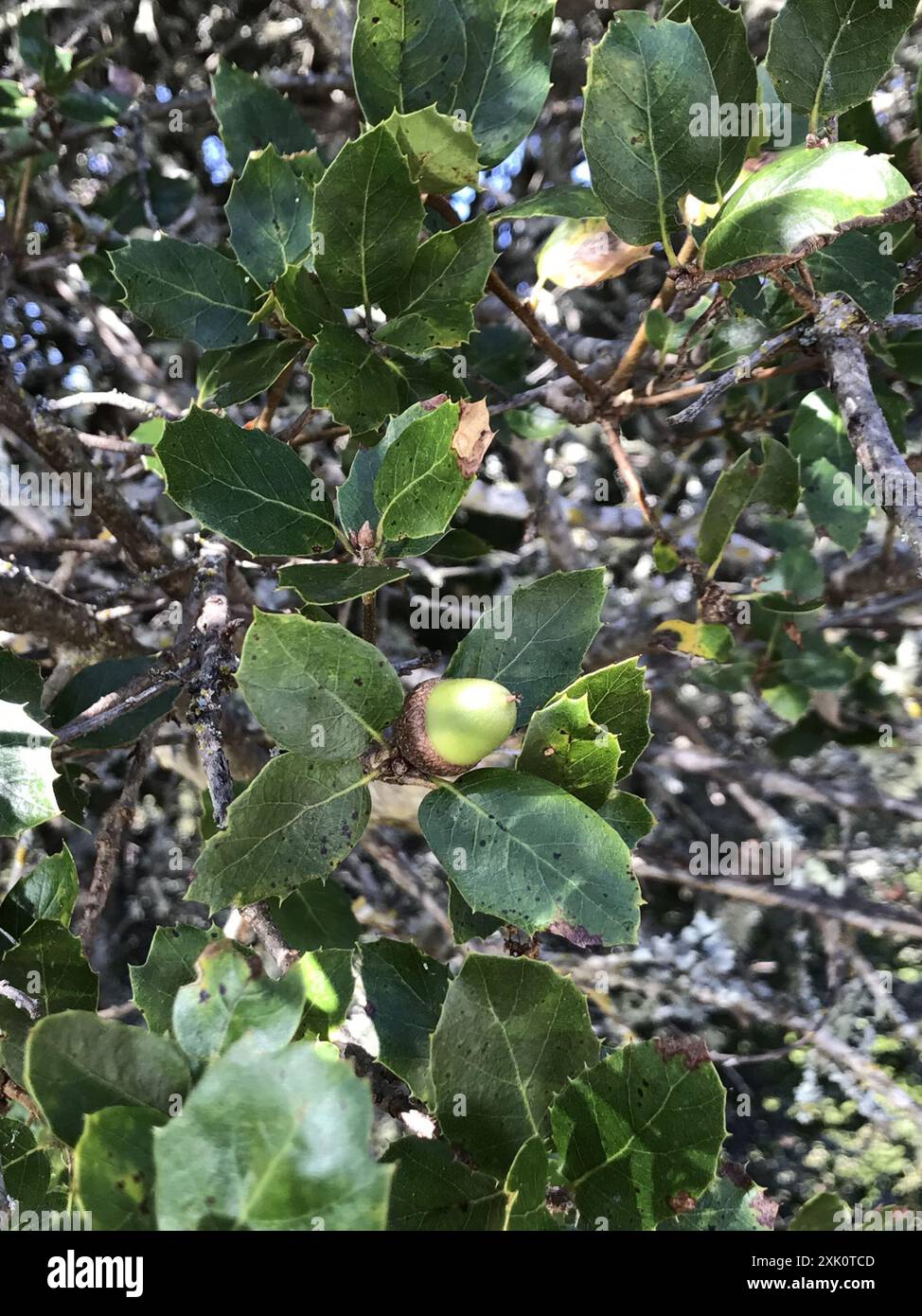 interior live oak (Quercus wislizeni) Plantae Stock Photo - Alamy