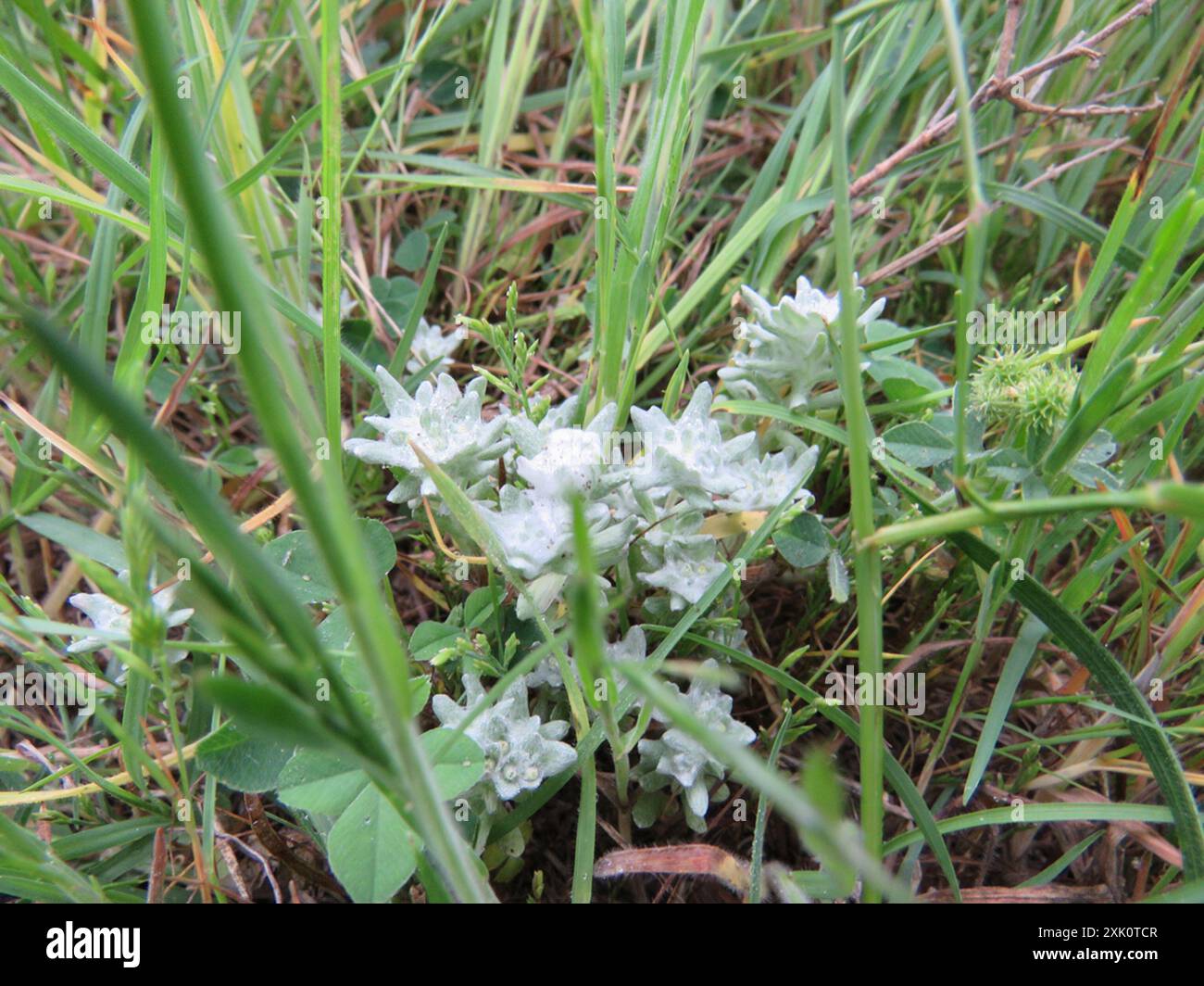 flathead rabbit tobacco (Diaperia prolifera) Plantae Stock Photo - Alamy