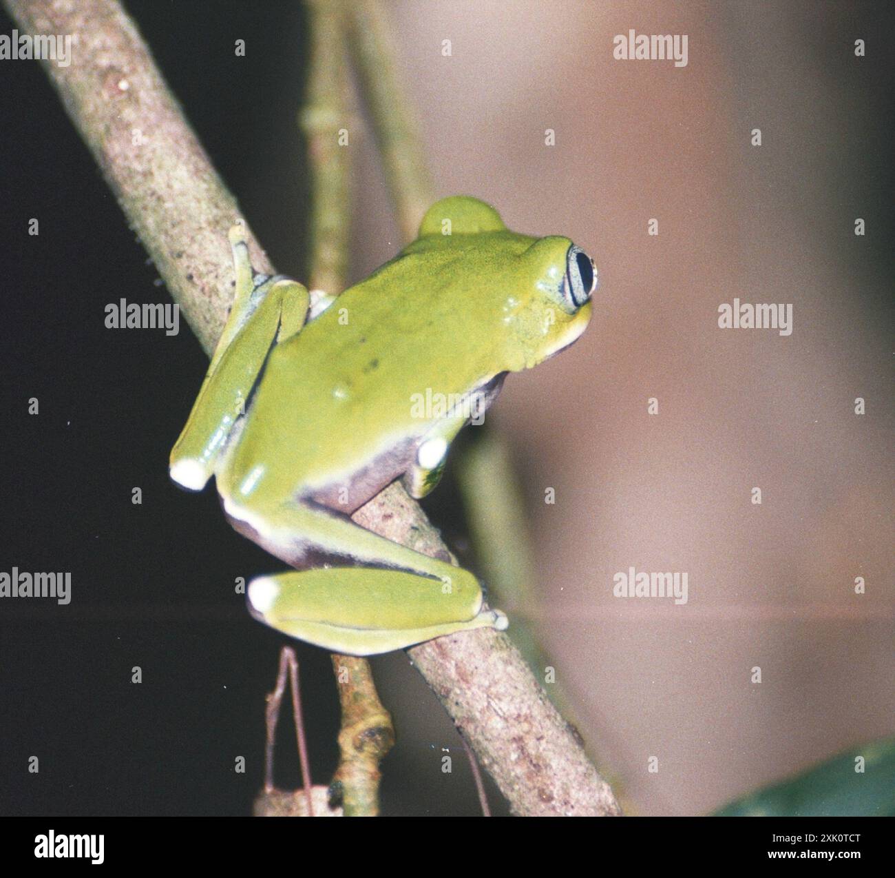 Big-eyed Frogs (Leptopelis) Amphibia Stock Photo - Alamy
