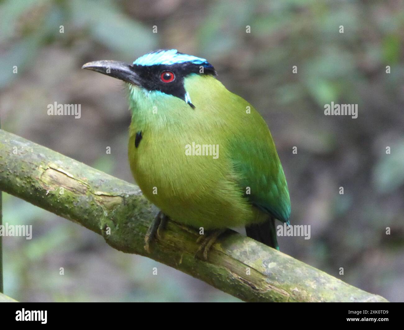 Andean Motmot (Momotus aequatorialis) Aves Stock Photo - Alamy