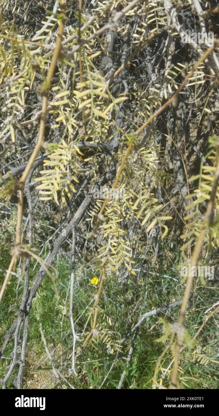 mesquites (Neltuma) Plantae Stock Photo - Alamy