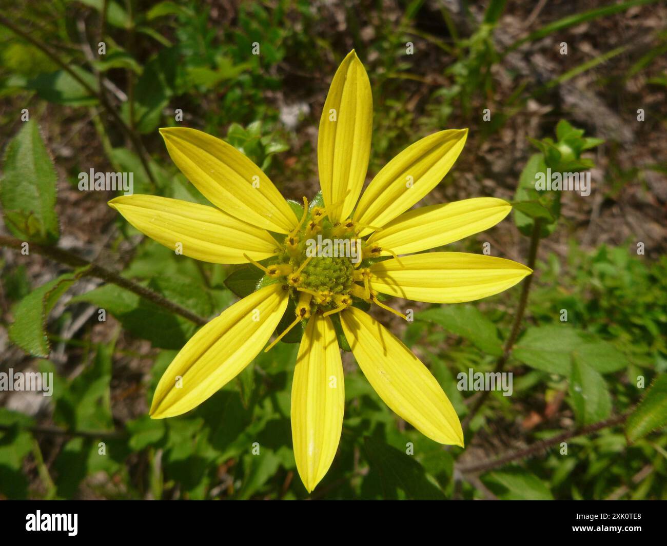 Simpson's Rosinweed (Silphium asteriscus simpsonii) Plantae Stock Photo ...
