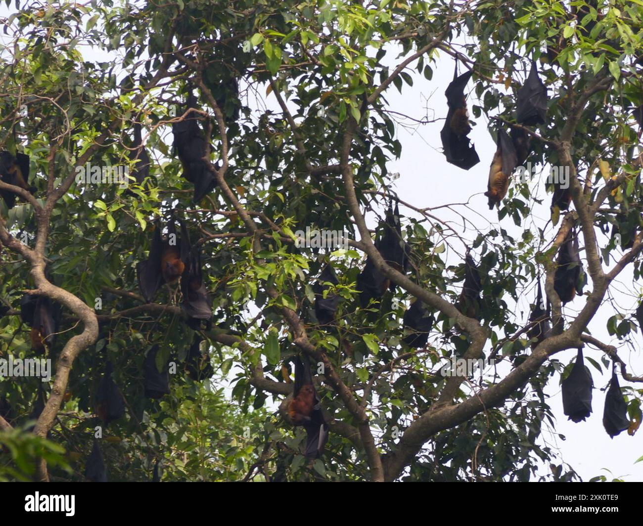 Indian Flying-fox (Pteropus giganteus) Mammalia Stock Photo - Alamy