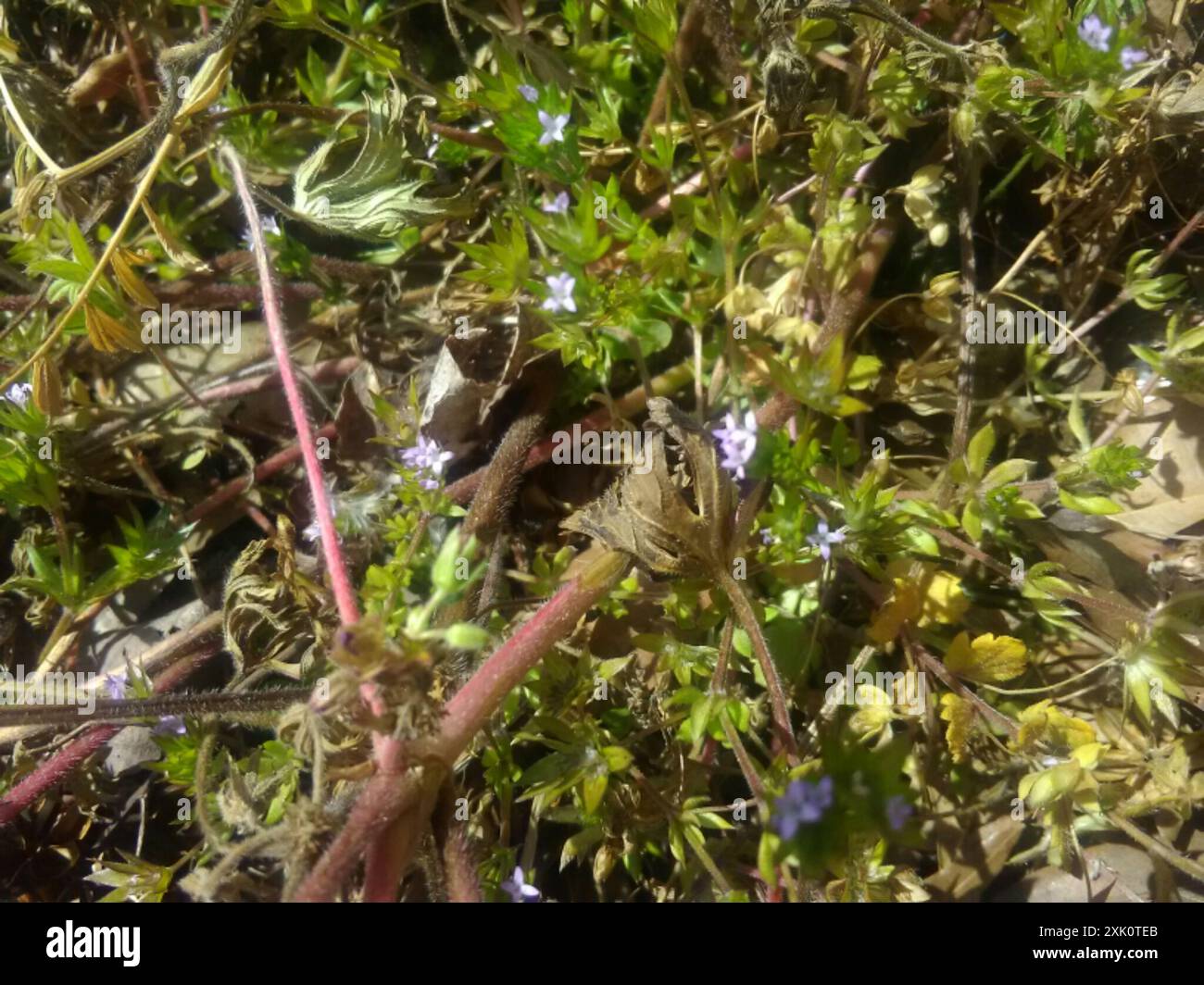 Field madder (Sherardia arvensis) Plantae Stock Photo - Alamy