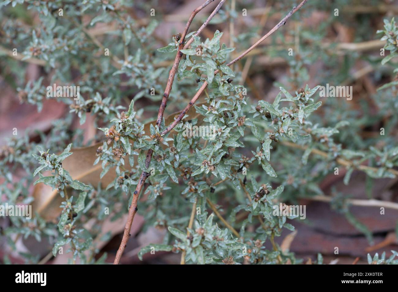 berry saltbush (Atriplex semibaccata) Plantae Stock Photo - Alamy