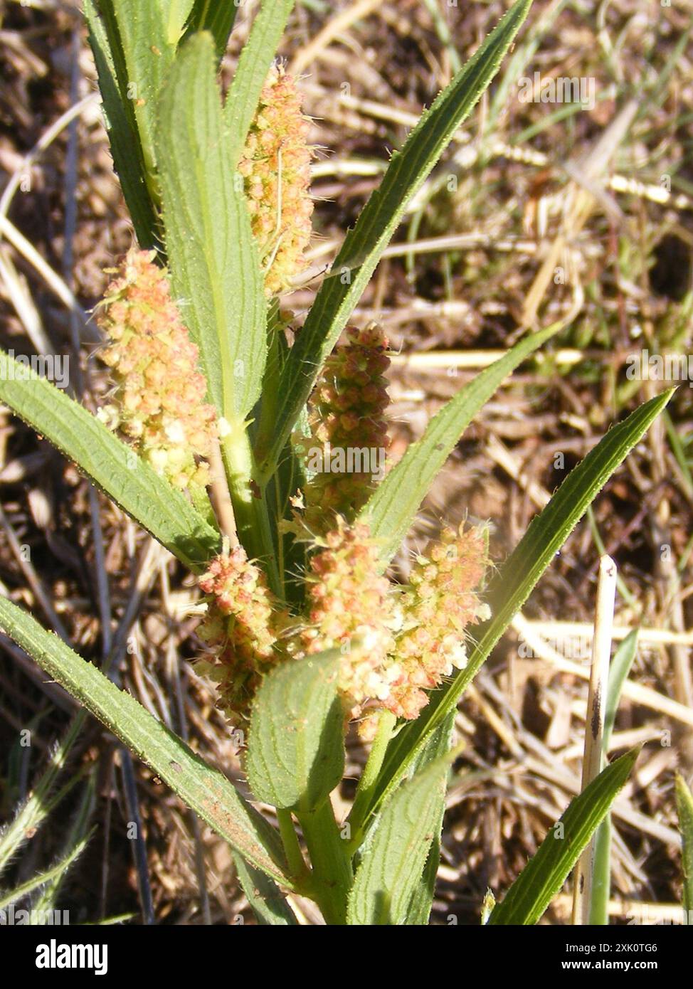 Brooms-an-brushes (Acalypha angustata) Plantae Stock Photo - Alamy