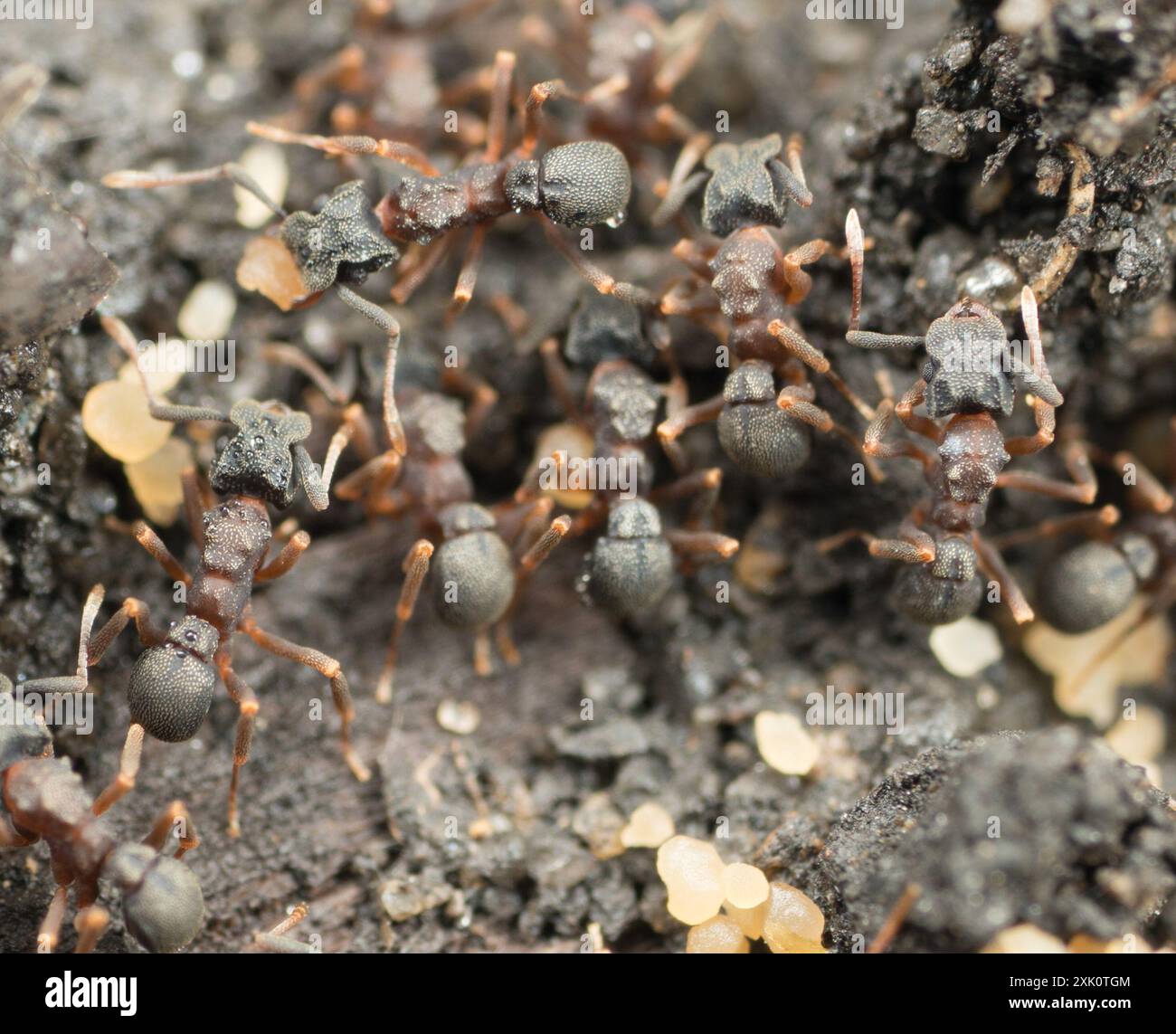 Cyphomyrmex hi-res stock photography and images - Alamy