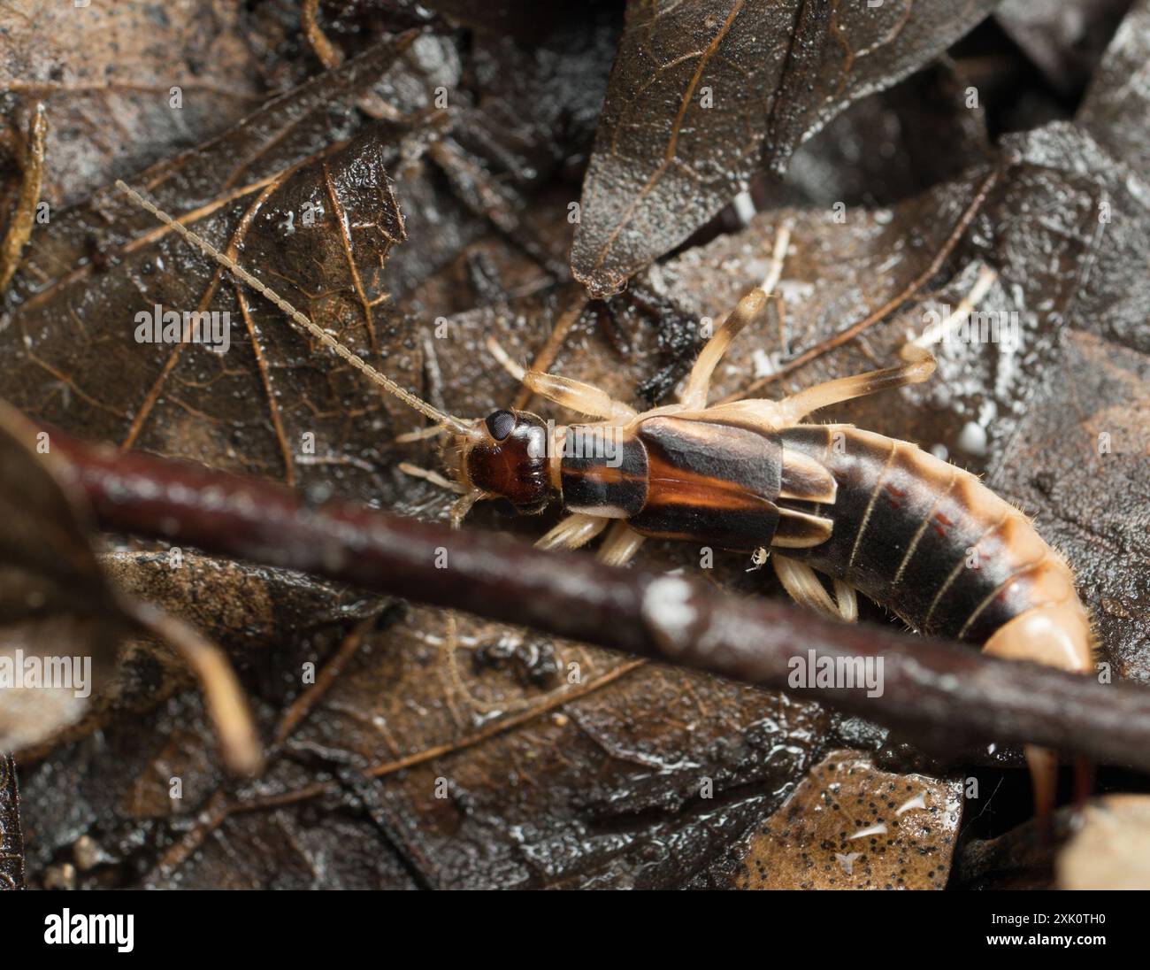 Labidura riparia hi-res stock photography and images - Alamy