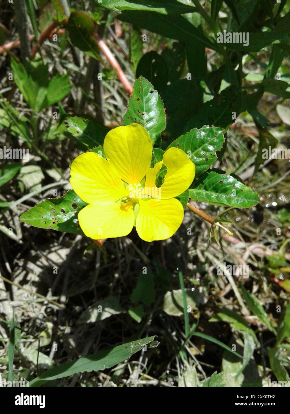 floating primrose-willow (Ludwigia peploides) Plantae Stock Photo - Alamy