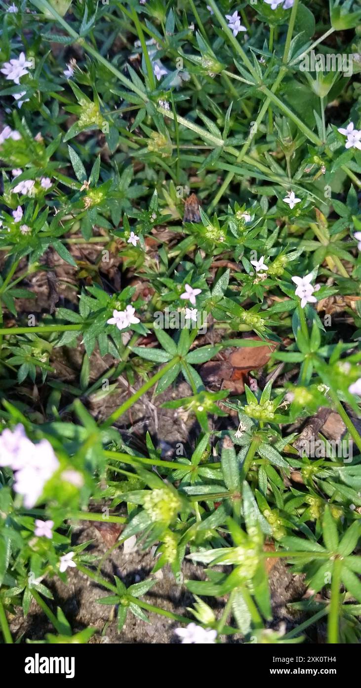 Field madder (Sherardia arvensis) Plantae Stock Photo - Alamy