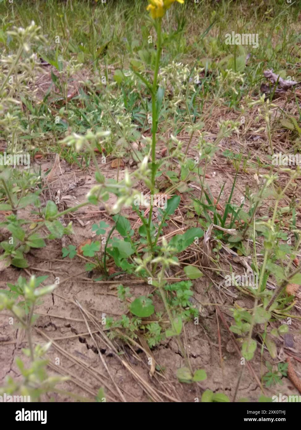 mustard family (Brassicaceae) Plantae Stock Photo - Alamy
