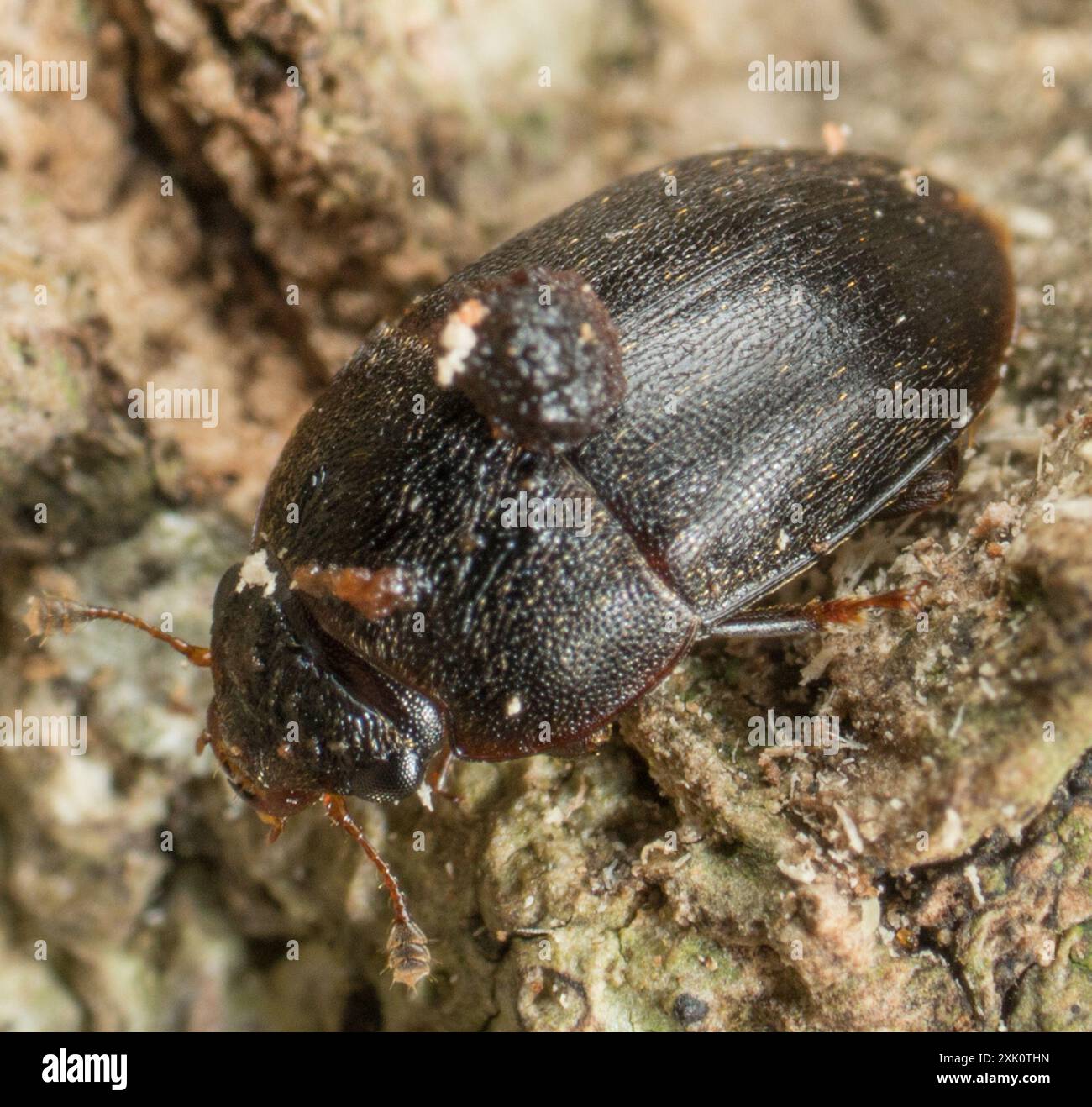 Cryptarcha hi-res stock photography and images - Alamy